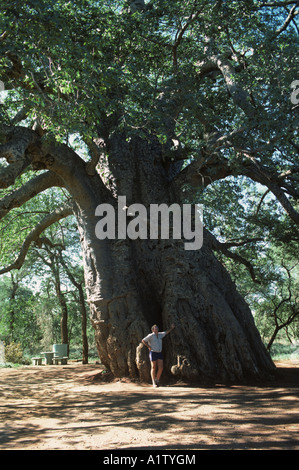 Large baobab tree (Adansonia digitata) in savanna during the dry season ...