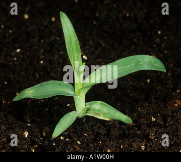 Crowsfoot grass (Eleusine indica) seedling grass weed Stock Photo - Alamy