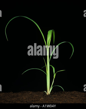 Awnless barnyard grass Echinochloa colonum seedling plant with second ...