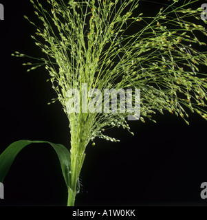 witch grass (Panicum capillare Stock Photo - Alamy
