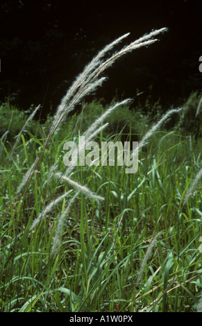 Cogongrass or lalang Imperata cylindrica seeding flower spikes Malaysia ...