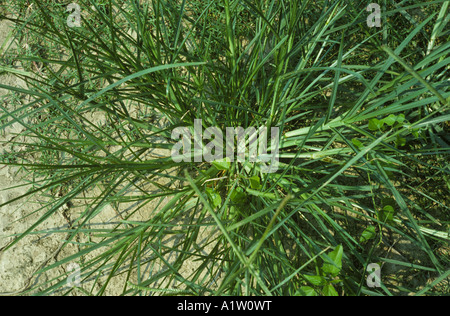 Crowsfoot grass or goosegrass Eleusine indica prostrate grass weed ...