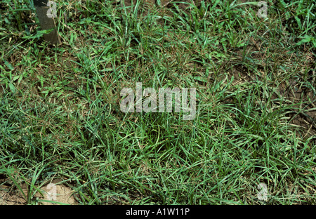 Purple nutsedge (Cyperus rotundus Stock Photo - Alamy