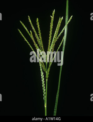 Crowsfoot grass or goosegrass Eleusine indica prostrate grass weed ...