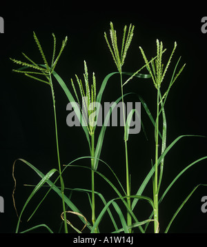Crowsfoot grass or goosegrass Eleusine indica prostrate grass weed ...