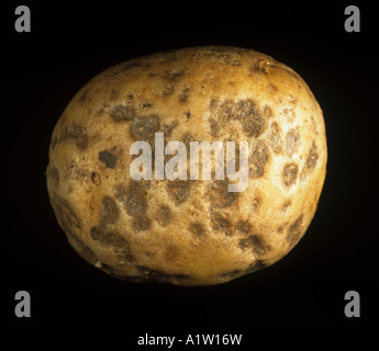 Bacterial soft rot (Pectobacterium carotovorum) lesion around puncture ...