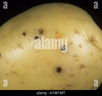 Feeding holes in potato tuber surface caused by wireworms Agriotes sp ...