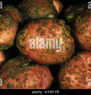 Common scab Streptomyces scabies disease symptoms on potato tubers ...