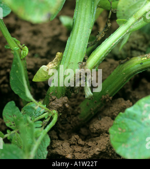 European corn borer, Ostrinia nubialis, caterpillar in damaged potato ...