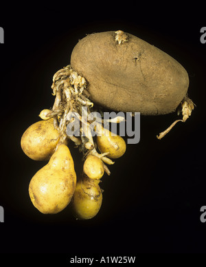 Secondary tuber growth caused by glyphosate phytotoxicity Stock Photo ...