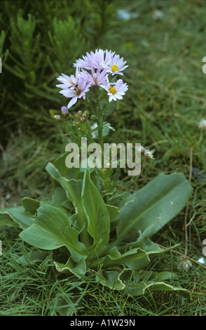 Sea aster, close-up Stock Photo - Alamy
