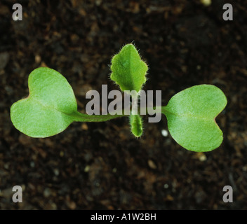 Wild radish or runch (Raphanus raphanistrum) seedling cotyledons only ...