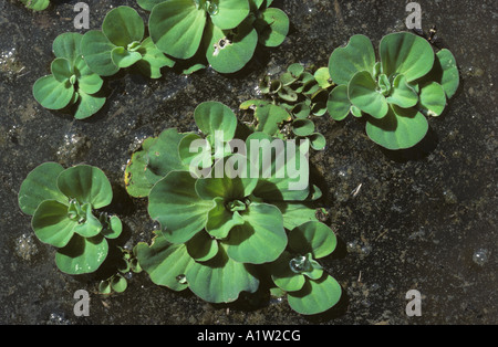 Water lettuce (Pistia stratiotes) - a floating aquatic invasive plant ...