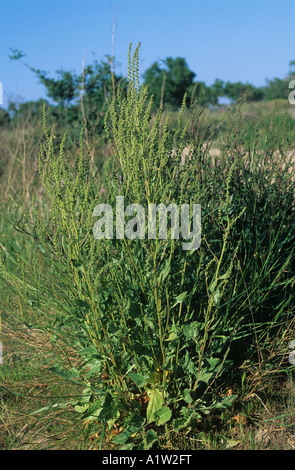 Sea beet, Beta vulgaris ssp maritima, flowering plant on gravel at ...