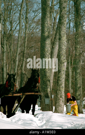 Maple syrup gathering Stock Photo - Alamy