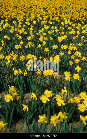 Fields of spring daffodils Spalding Lincolnshire England UK GB EU ...