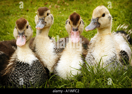 Four cute cuddling ducklings Stock Photo - Alamy