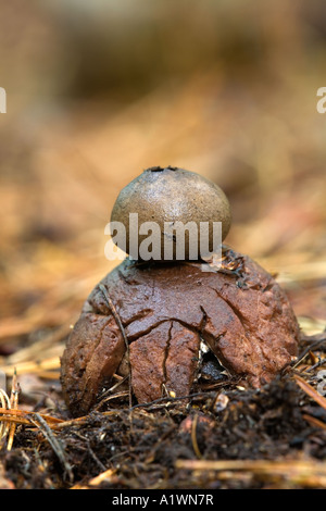 Earth Star Mushroom Geastrum rufescens Stock Photo - Alamy