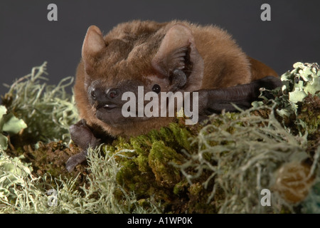 noctule bat; Nyctalis noctua; close up Stock Photo - Alamy