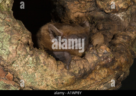 noctule bat; Nyctalis noctua; close up Stock Photo - Alamy
