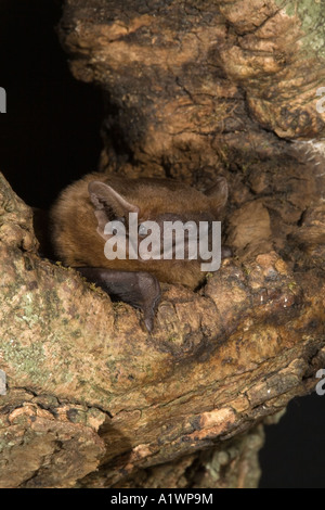 noctule bat Nyctalis noctua Stock Photo - Alamy