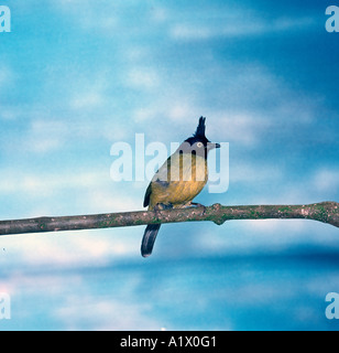 Black-crested Bulbul (Pycnonotus melanicterus), Darjeeling, India Stock ...