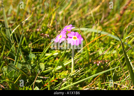 dh Primula Scotica PRIMROSE UK Scottish Primrose Primula Scotica Stock ...