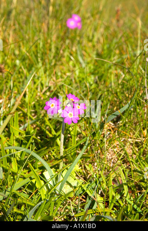 dh Primula Scotica PRIMROSE UK Scottish Primrose Primula Scotica Stock ...