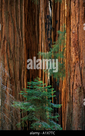 Old trunks and young green shoots of wine grape plants in rows in ...