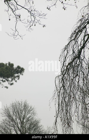 winter trees. Black trees against the sky. Black branches of trees ...