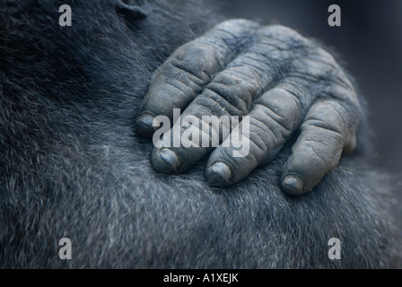 Human and gorilla hand Stock Photo - Alamy
