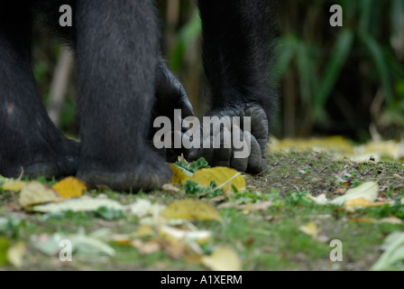 Western lowland gorilla (Gorilla gorilla gorilla) knuckle-walking on ...