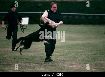 POLICE DOG TRAINING SCHOOL KESTON KENT 1993 Stock Photo - Alamy