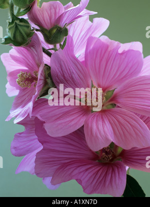 petals of pink lavatera flowers in garden Stock Photo - Alamy