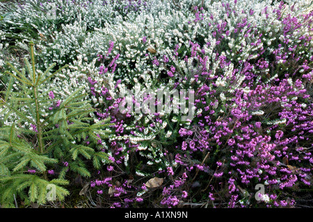 Cornish heath / Mitsommer-Heide Stock Photo - Alamy