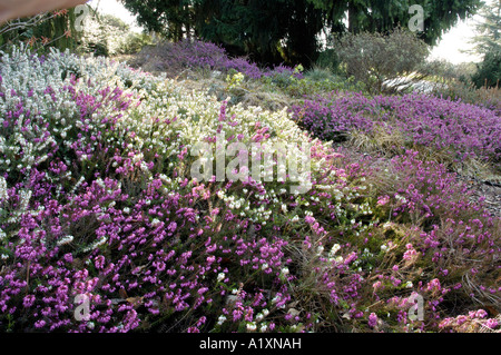 Cornish heath / Mitsommer-Heide Stock Photo - Alamy