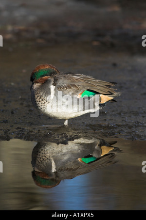 Green-winged teal, Common teal (Anas crecca), male and females dabbling ...