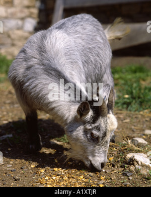 PYGMY GOAT (DOE Stock Photo - Alamy