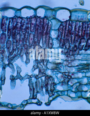 Leaf, cross section showing upper epidermis, palisade parenchyma ...
