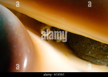 Eye of a stromb shell Strombus sp Namu atoll Marshall Islands N Pacific ...