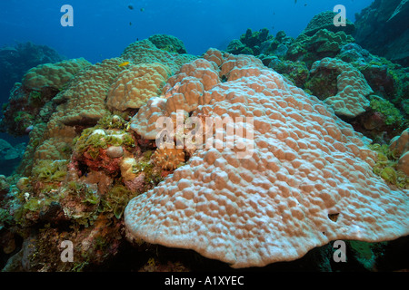 Lobe coral Porites sp and algae Namu atoll Marshall Islands N Pacific ...