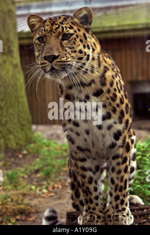 Adult male Amur Leopard Stock Photo - Alamy