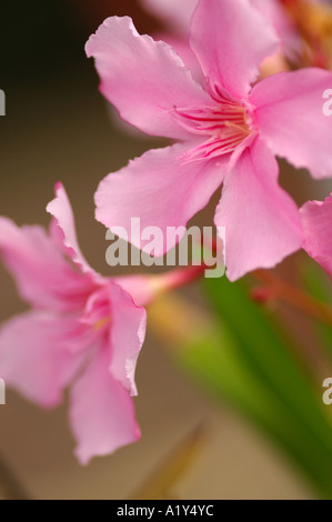 Nerium (Nerium oleander), detail of a flower, Apocynaceae Stock Photo ...