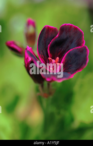 Pelargonium Lord Bute regal Stock Photo - Alamy