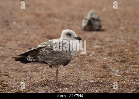 Herring gull [ Larus argentatus ] young bird still showing mottled ...