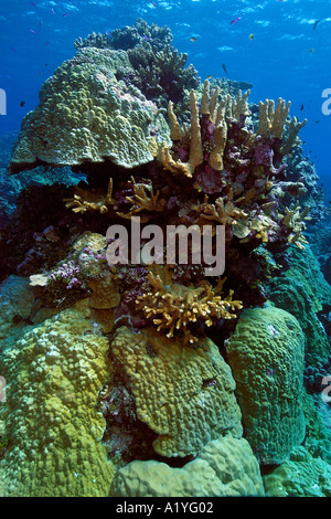 Coral reef mainly lobe coral Porites sp Namu atoll Marshall Islands N ...