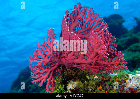 Red Lace coral Distichopora violacea and crinoid Namu atoll Marshall ...