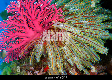 Red Lace coral Distichopora violacea Namu atoll Marshall Islands N ...