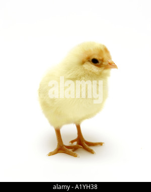 Little cute baby chick for easter. Yellow newborn baby chick Stock ...