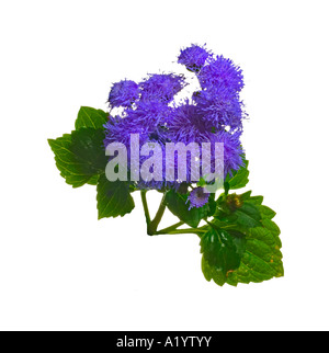 Ageratum houstonianum blue mink flower annual bloom blossom mass ...